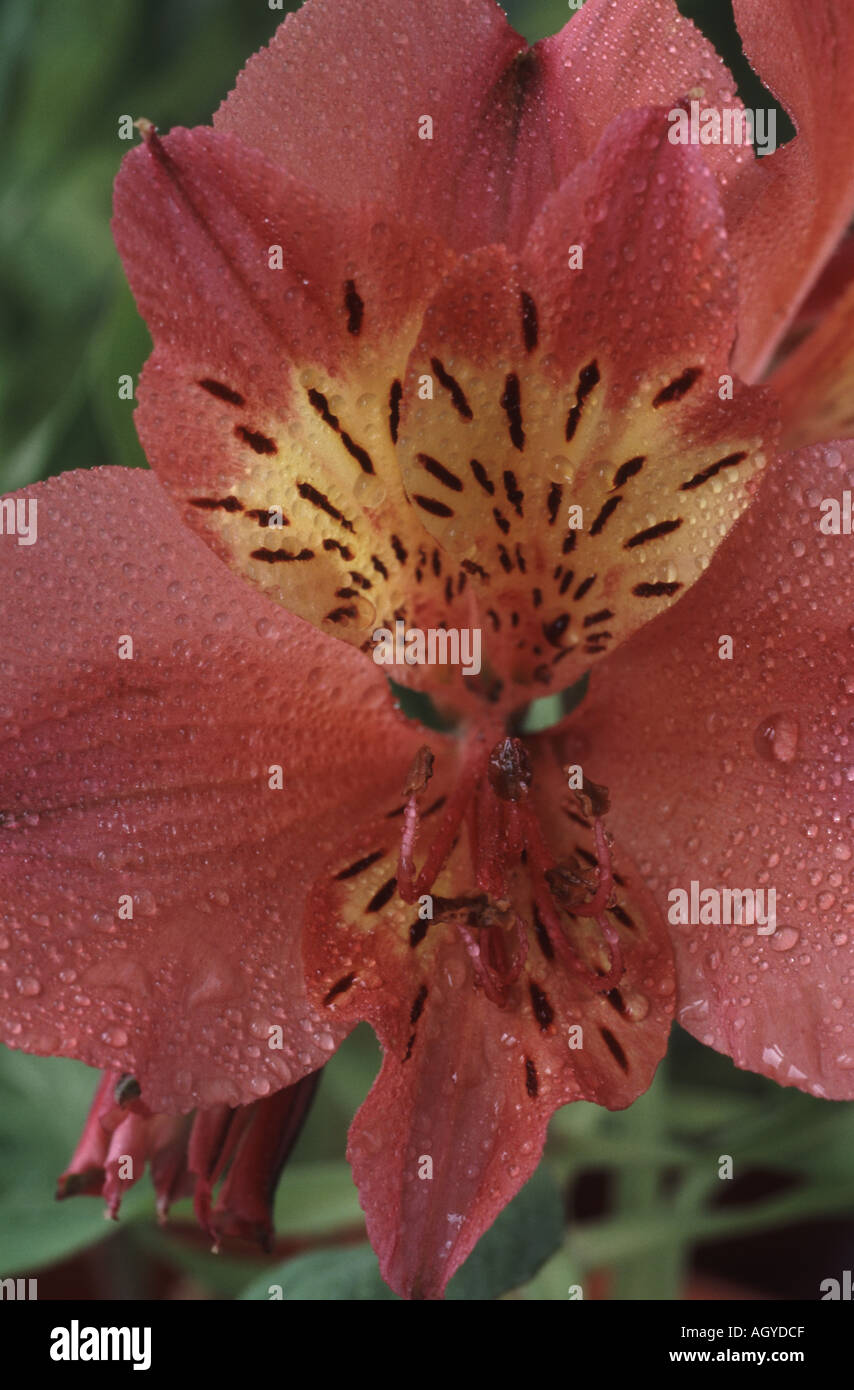 Alstroemeria zavina hi-res stock photography and images - Alamy