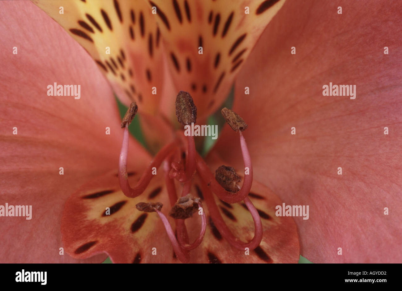 Alstroemeria 'Staprivina' syn. Princess Zavina. Peruvian lily Stock ...