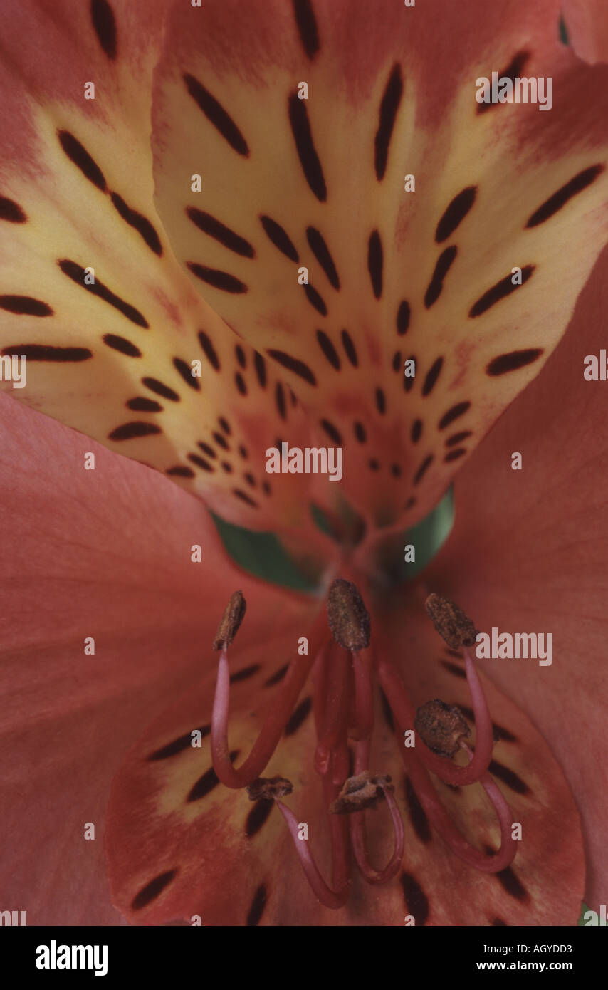 Alstroemeria 'Staprivina' syn. Princess Zavina. Peruvian lily Stock ...