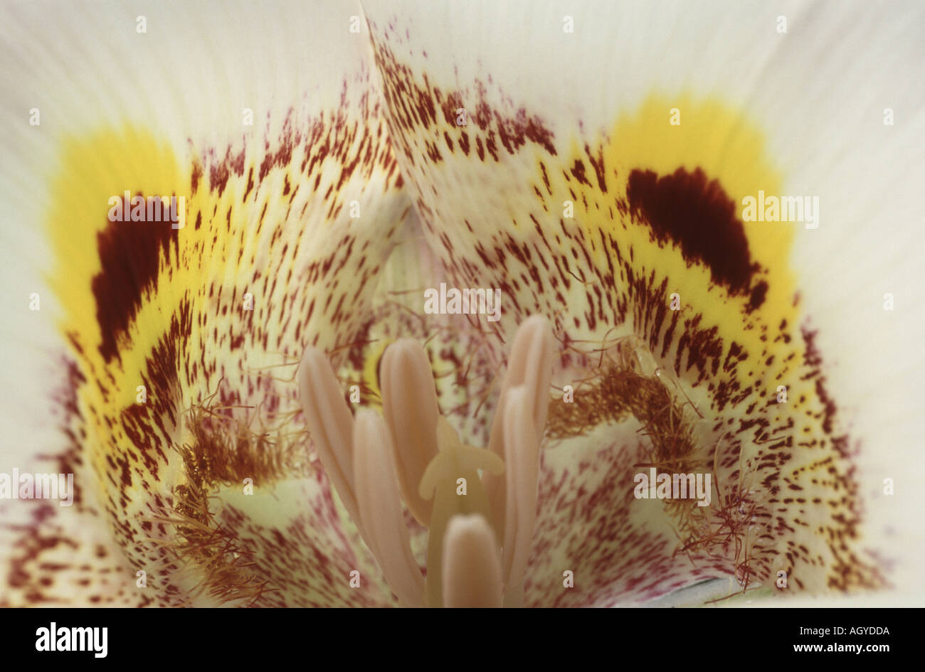 Calochortus superbus. Cat's ears, Fairy lantern, Mariposa tulip Stock ...