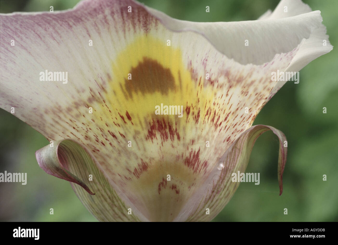 Calochortus superbus. Cat's ears, Fairy lantern, Mariposa tulip Stock ...