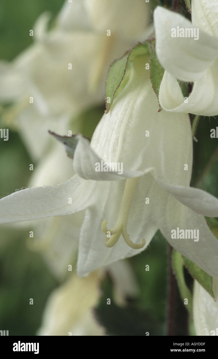 Campanula alliariifolia. Ivory bells, Bellflower Stock Photo - Alamy