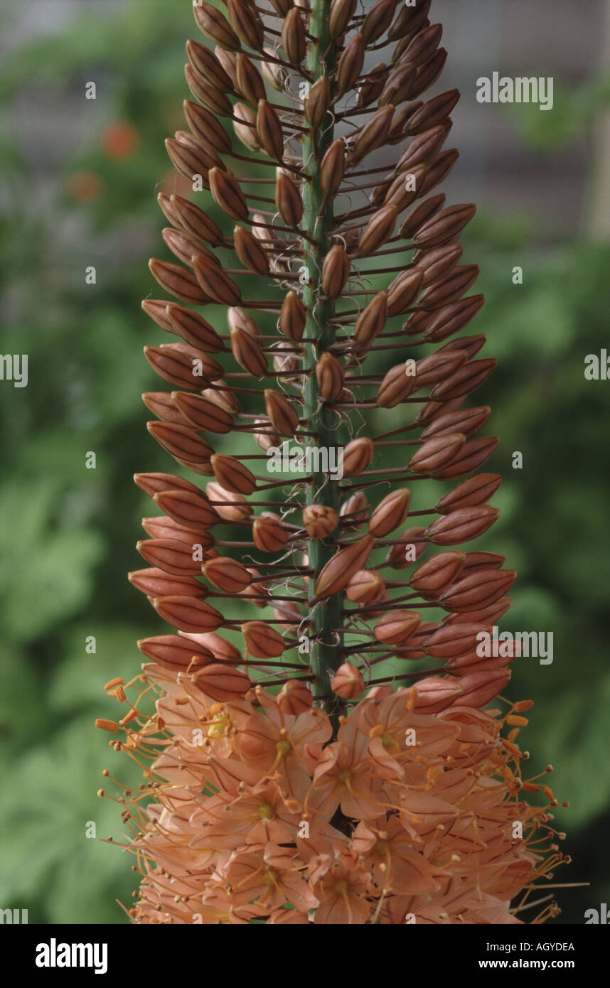 Eremurus x isabellinus 'Cleopatra' Stock Photo - Alamy