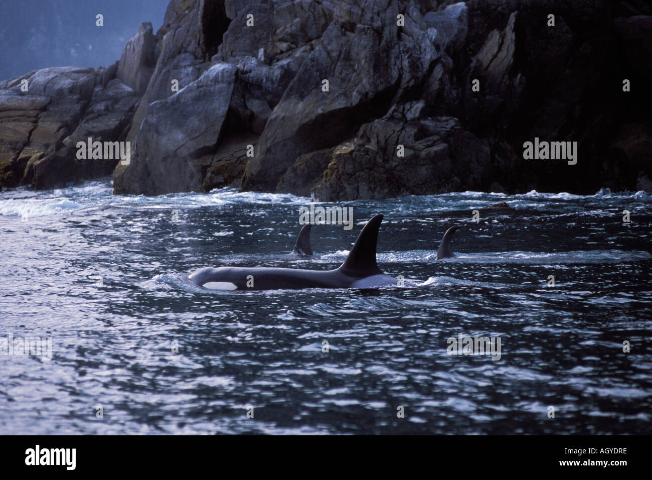orca killer whale Orcinus orca pod in Kenai Fjords National Park ...