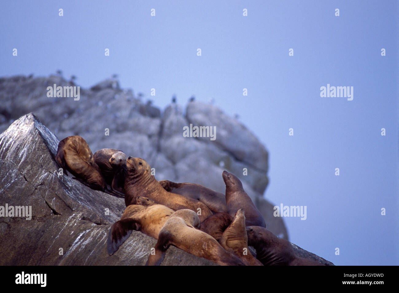 steller sea lion Eumetopias jubatus bull and his harem Resurrection Bay ...