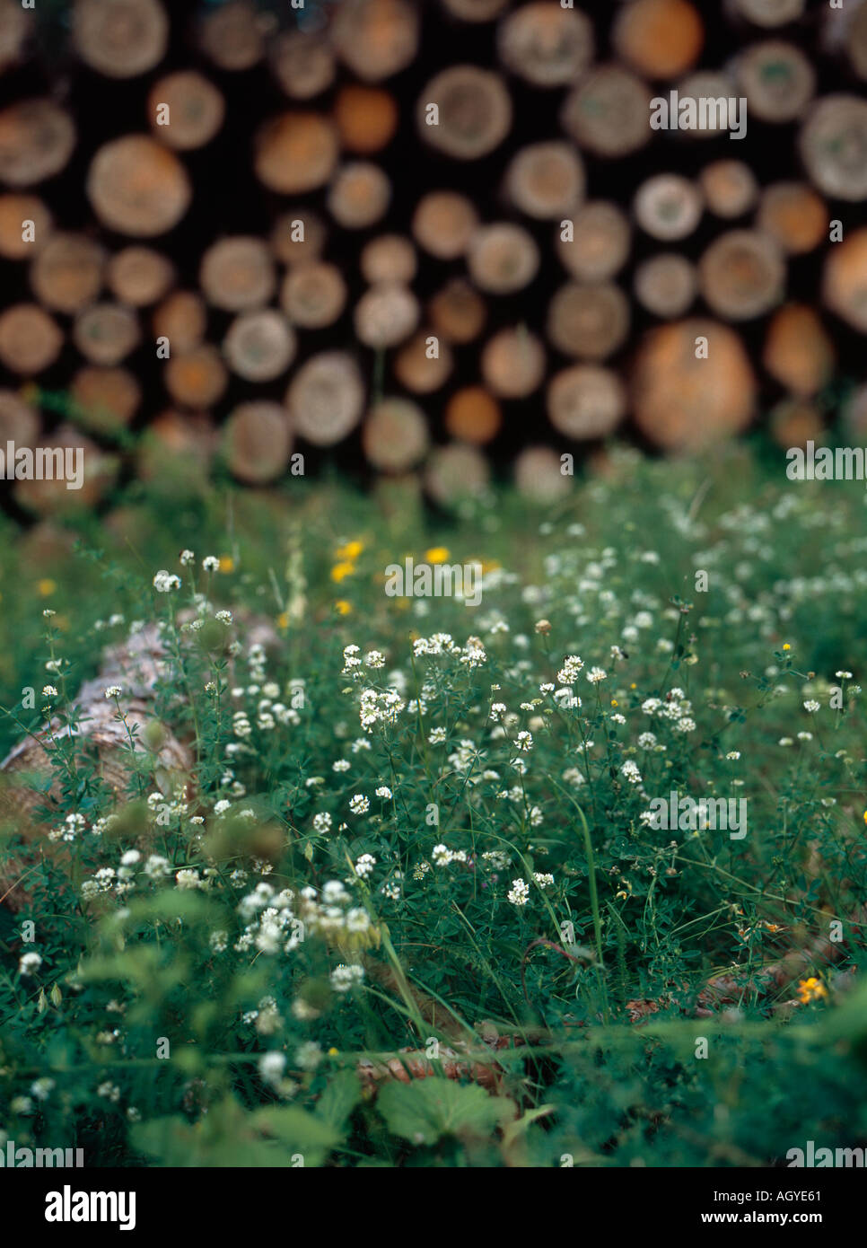 Wood cutting area Stock Photo - Alamy