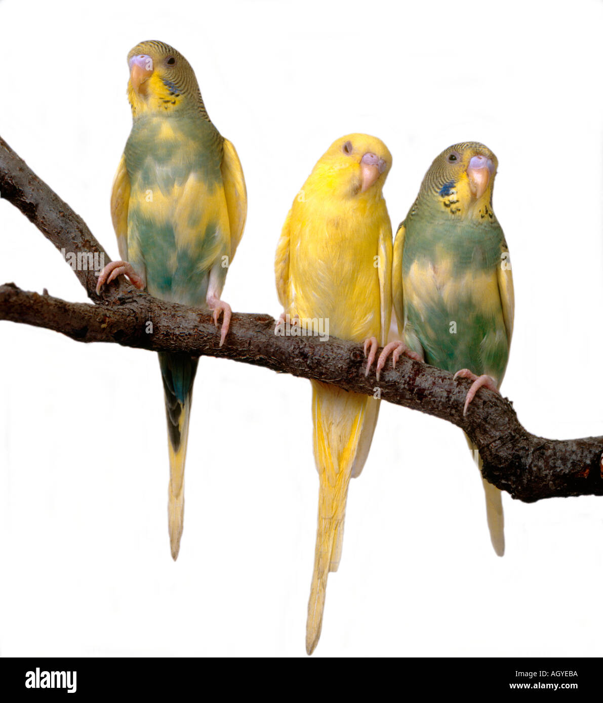 Three birds on branch Stock Photo - Alamy