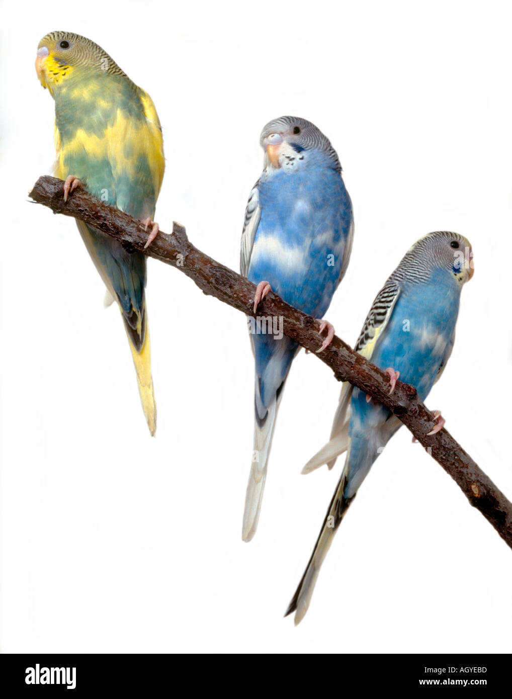 Three birds on branch Stock Photo - Alamy