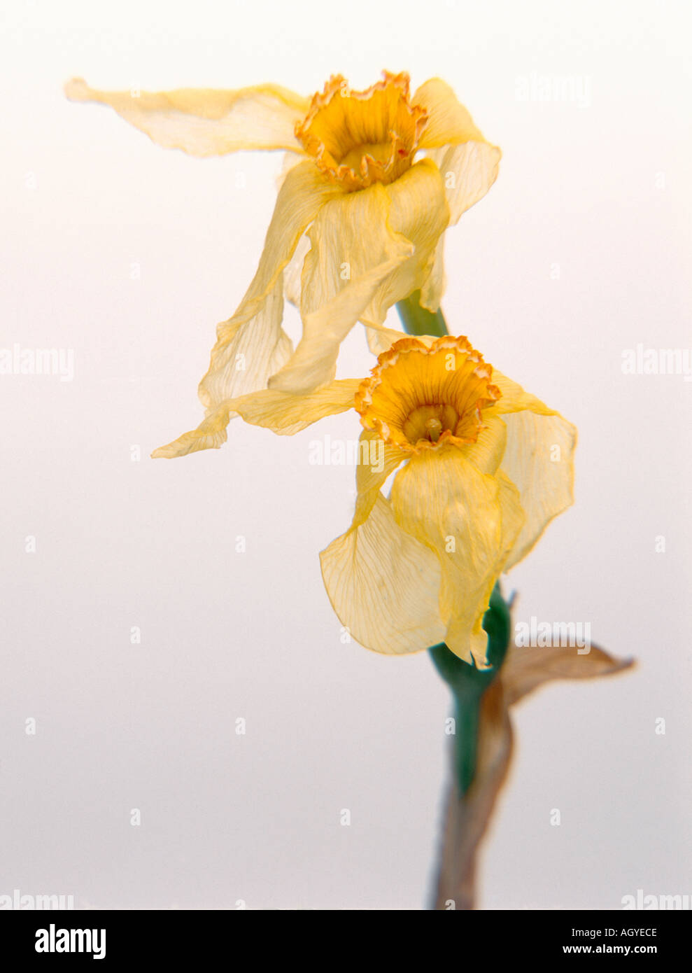 Daffodil end of life hi-res stock photography and images - Alamy