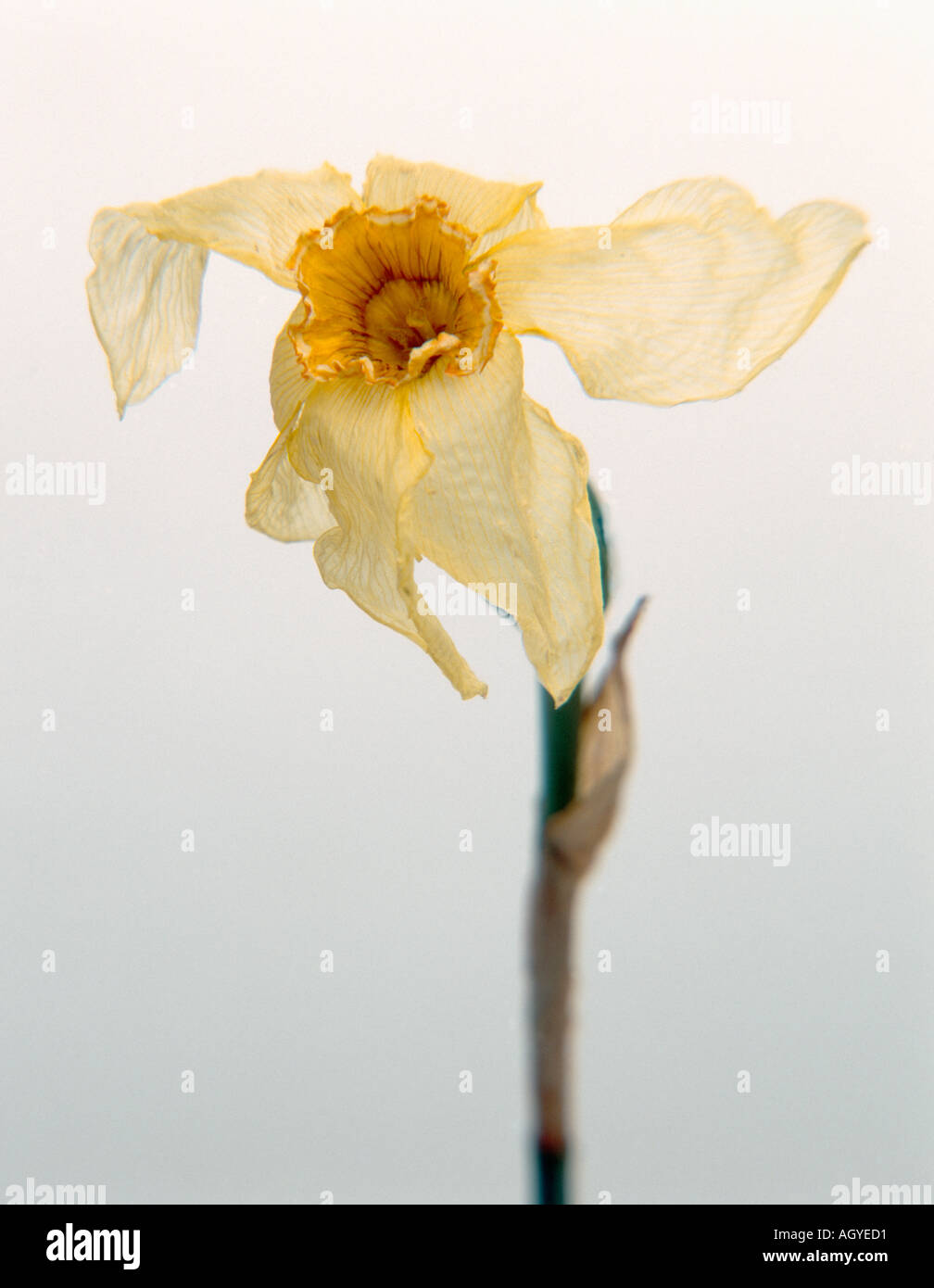 Drooping white blossoms hi-res stock photography and images - Alamy