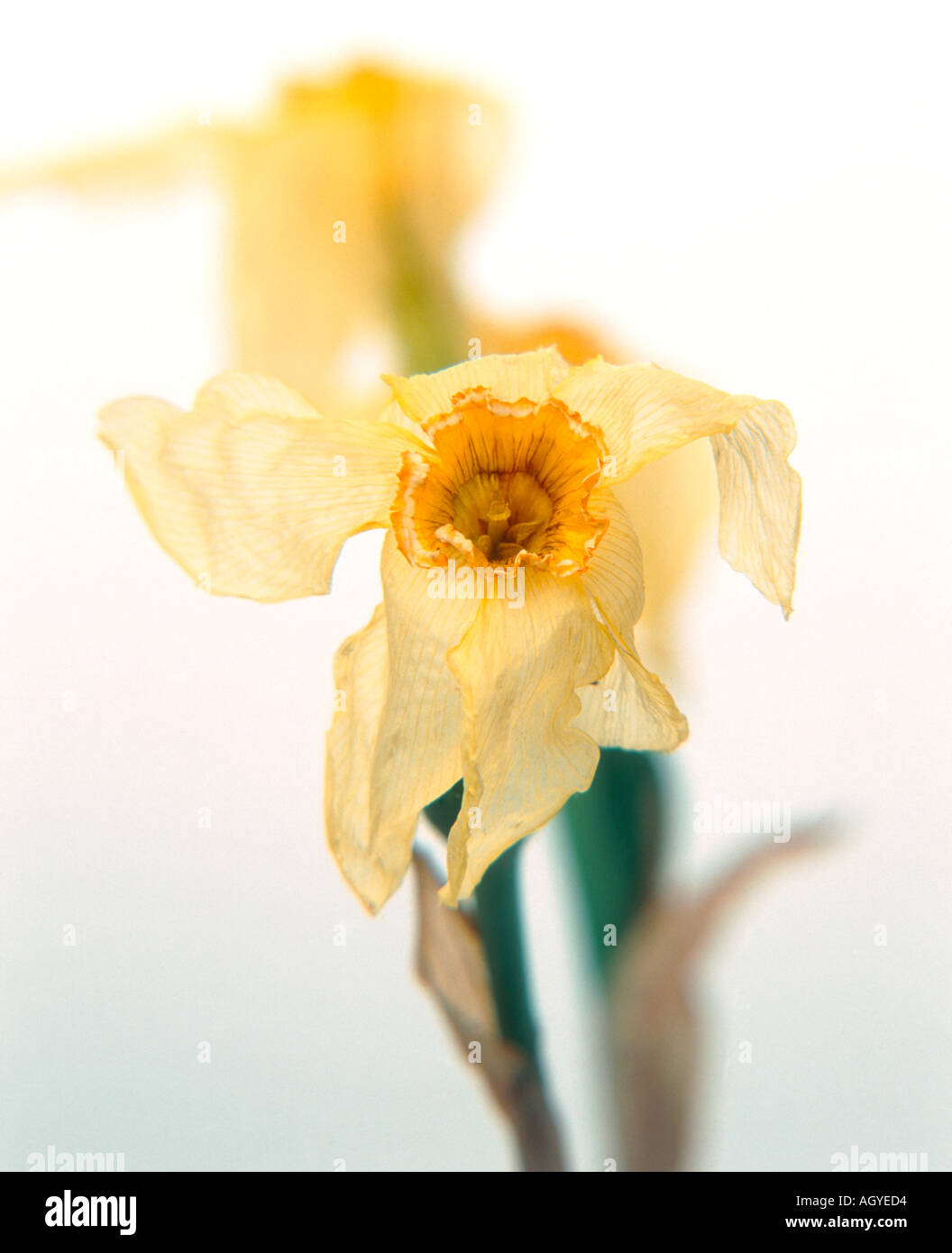 Drooping daffodil blossoms Stock Photo - Alamy