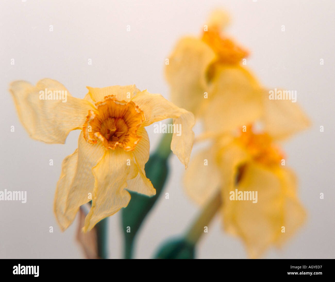 Daffodil end of life hi-res stock photography and images - Alamy