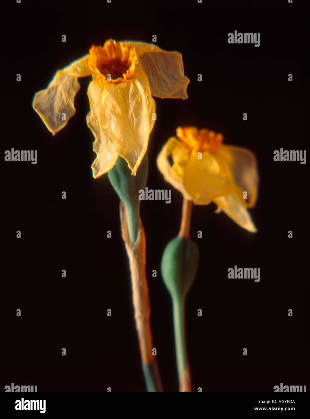 Daffodil end of life hi-res stock photography and images - Alamy