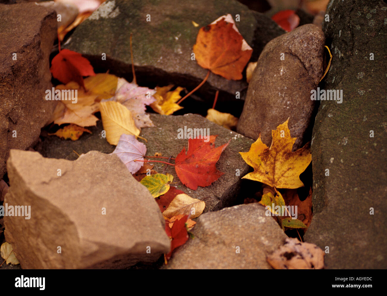 Leaves on Rock Stock Photo - Alamy