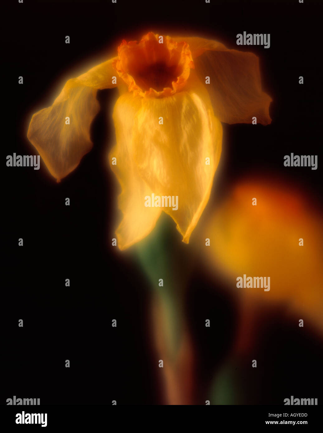 Drooping daffodil blossoms Stock Photo - Alamy