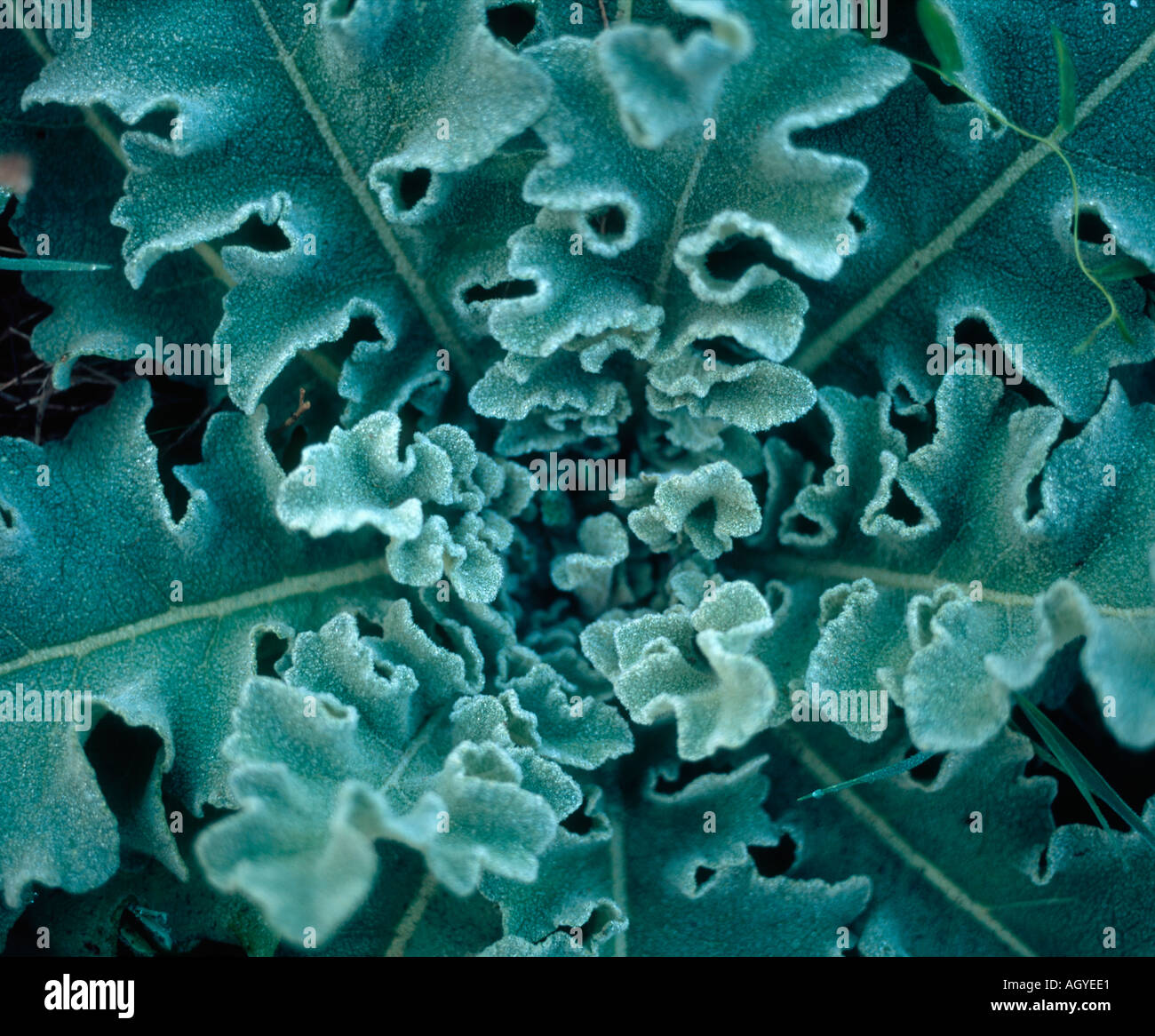 Big fleshy leaves hi-res stock photography and images - Alamy