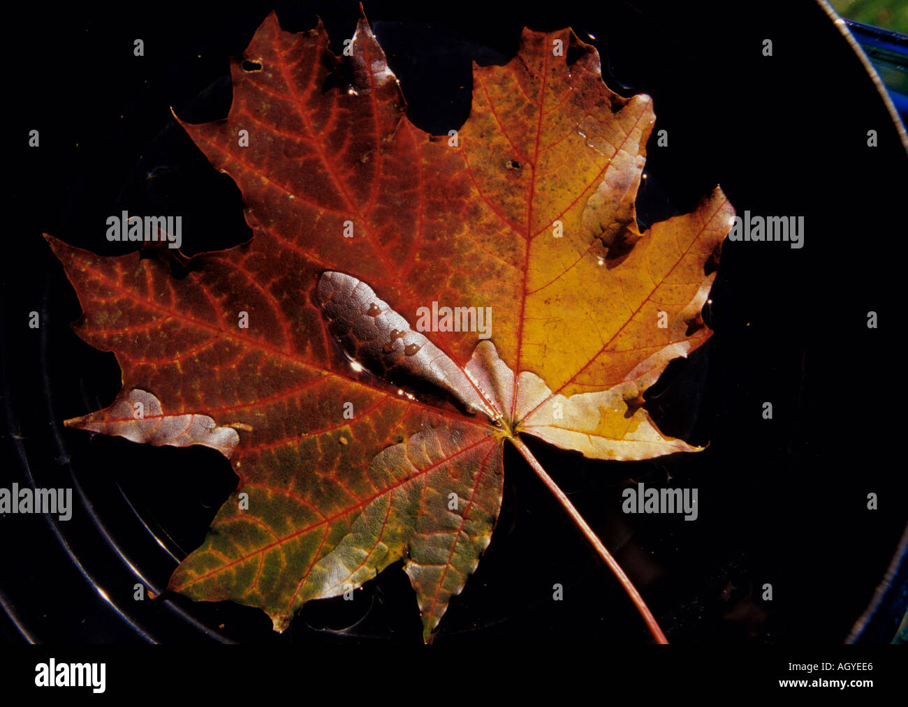 Leaf in Water Stock Photo - Alamy