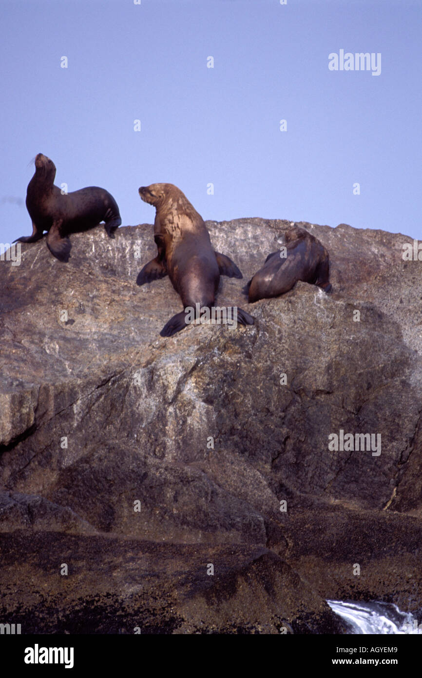 steller sea lion Eumetopias jubatus hauled out on rocks Resurrection ...