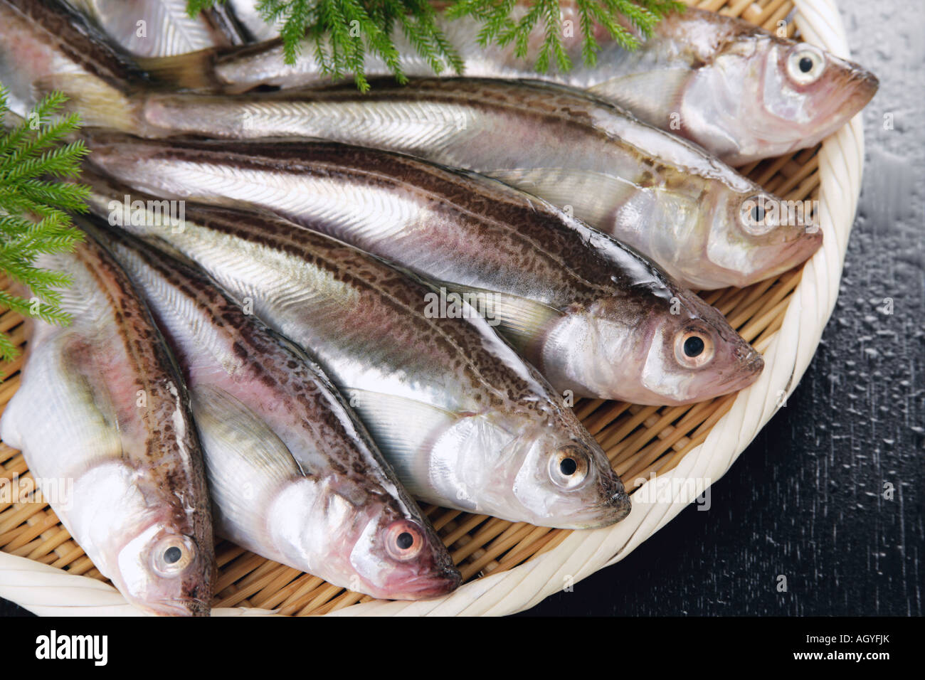 Sandfish High Resolution Stock Photography and Images - Alamy