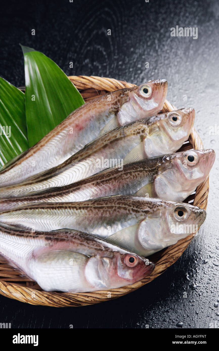 Japanese sandfish hi-res stock photography and images - Alamy