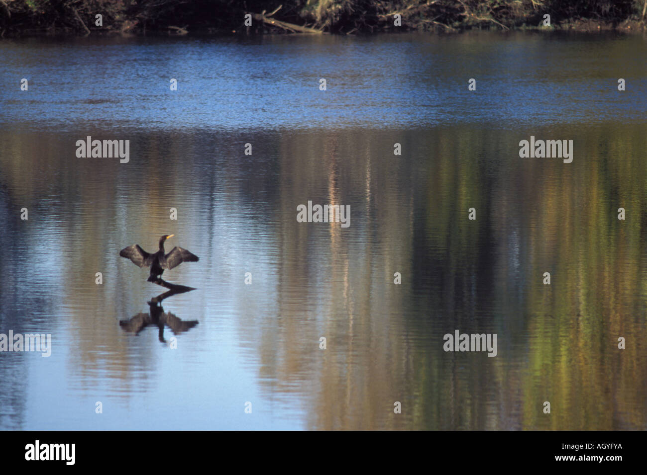 Anhinga bird spreads wings hi-res stock photography and images - Alamy