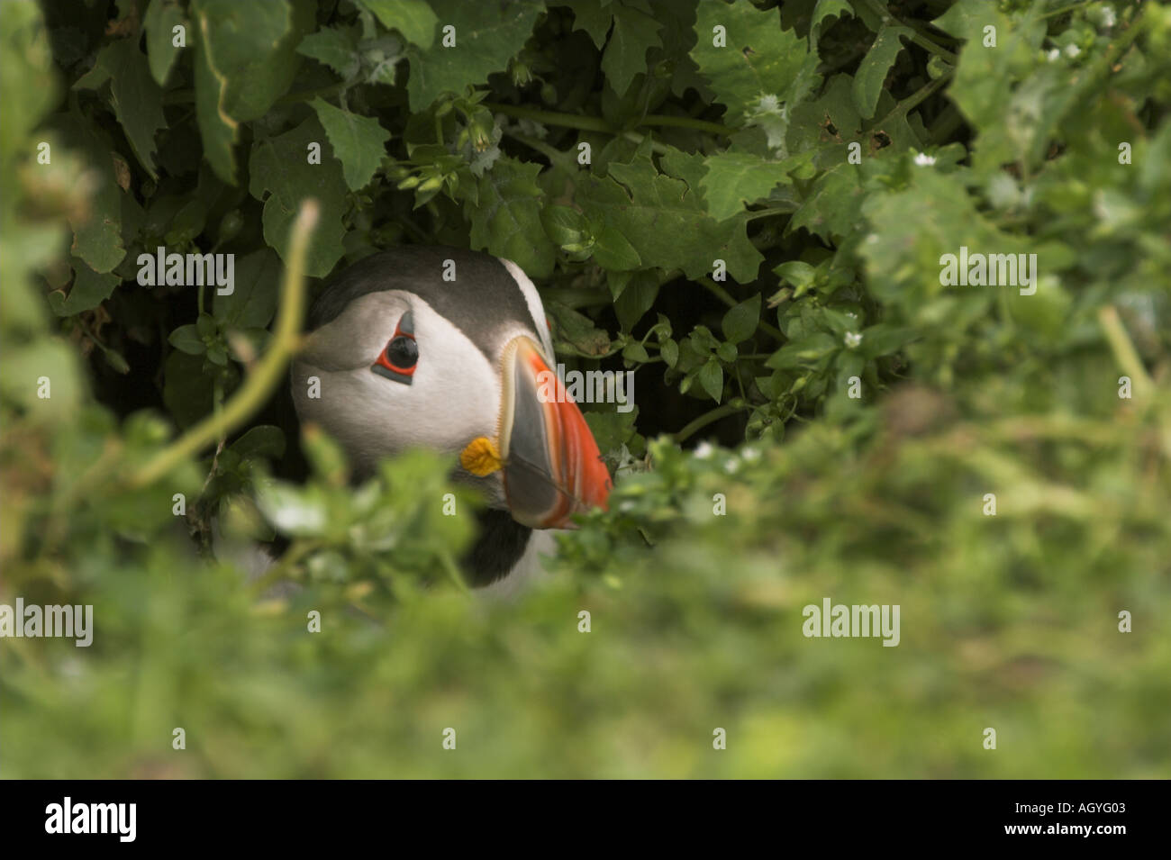 Atlantic Puffin UK Fratercula arctica nesting in burrow nest Stock ...