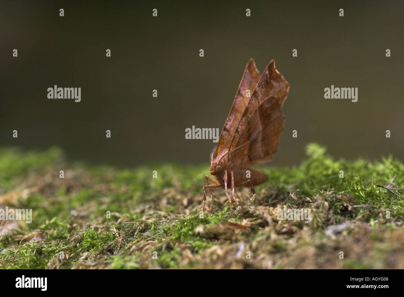 early thorn moth Selenia dentaria on mossy log UK england Stock Photo ...