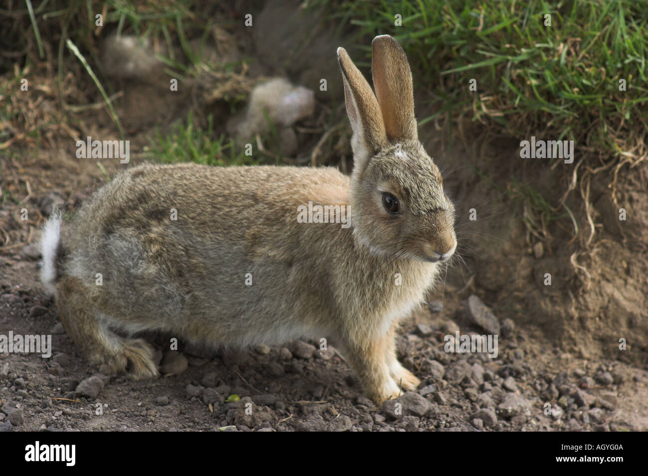 European Rabbit Oryctolagus cuniculus Stock Photo - Alamy