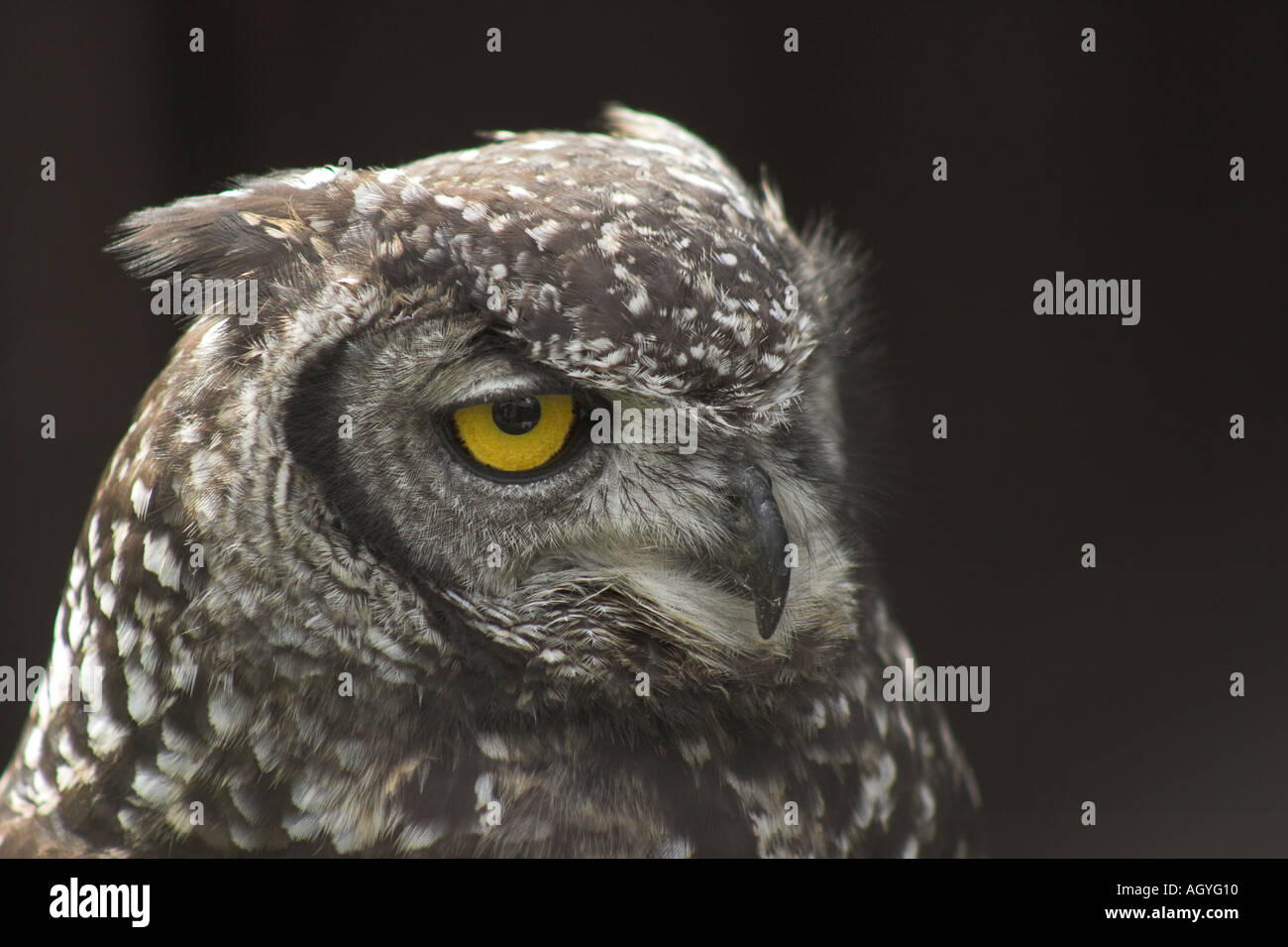 african spotted eagle owl Bubo africanus Stock Photo - Alamy