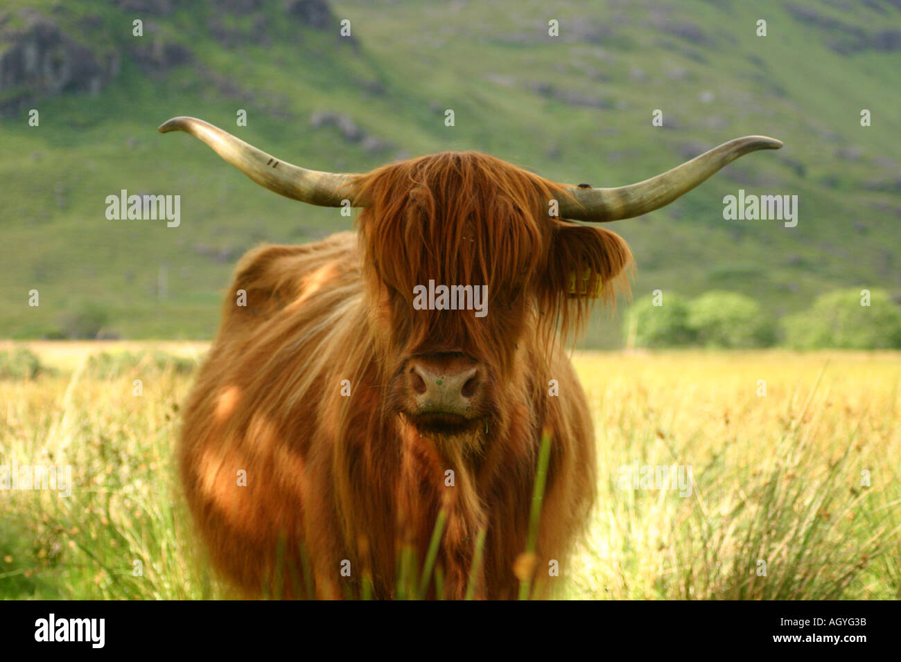 Highland cattle on mull hi-res stock photography and images - Alamy