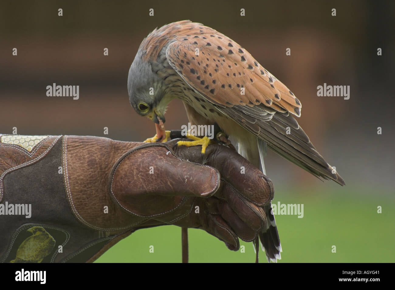 kestrel Falco tinnunculus falcon on leather falconry gauntlet eating ...