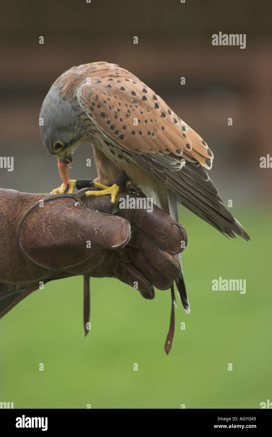 kestrel Falco tinnunculus falcon on leather falconry gauntlet eating ...