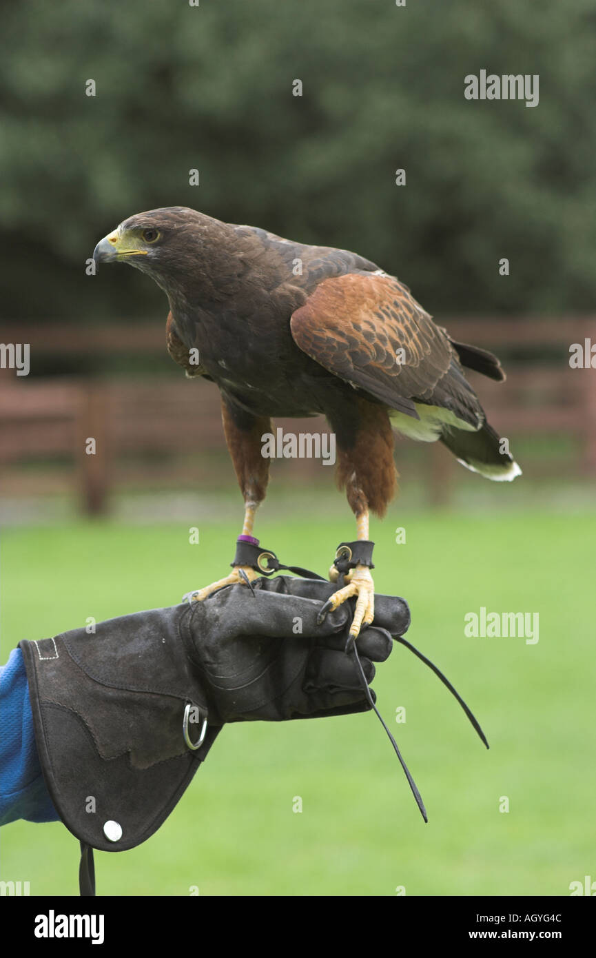 STEPPE EAGLE Aquila nipalensis on leather falconry gauntlet Stock Photo ...