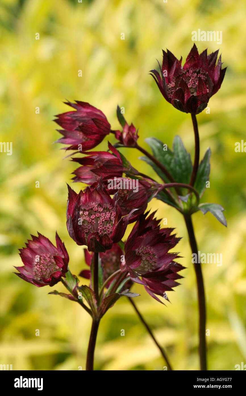 Astrantia major flower hi-res stock photography and images - Alamy