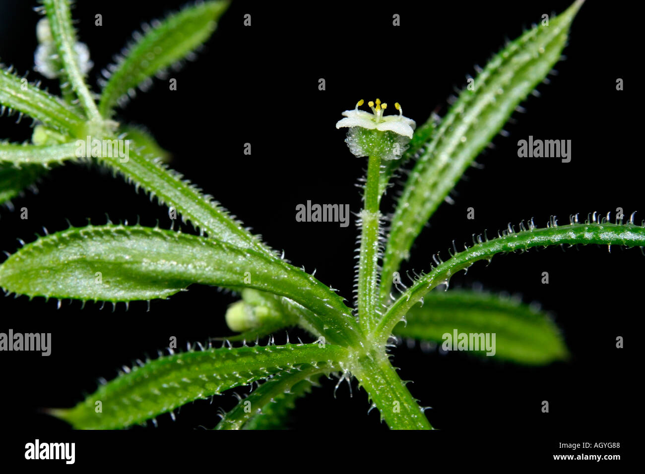 Cleavers weed hi-res stock photography and images - Alamy