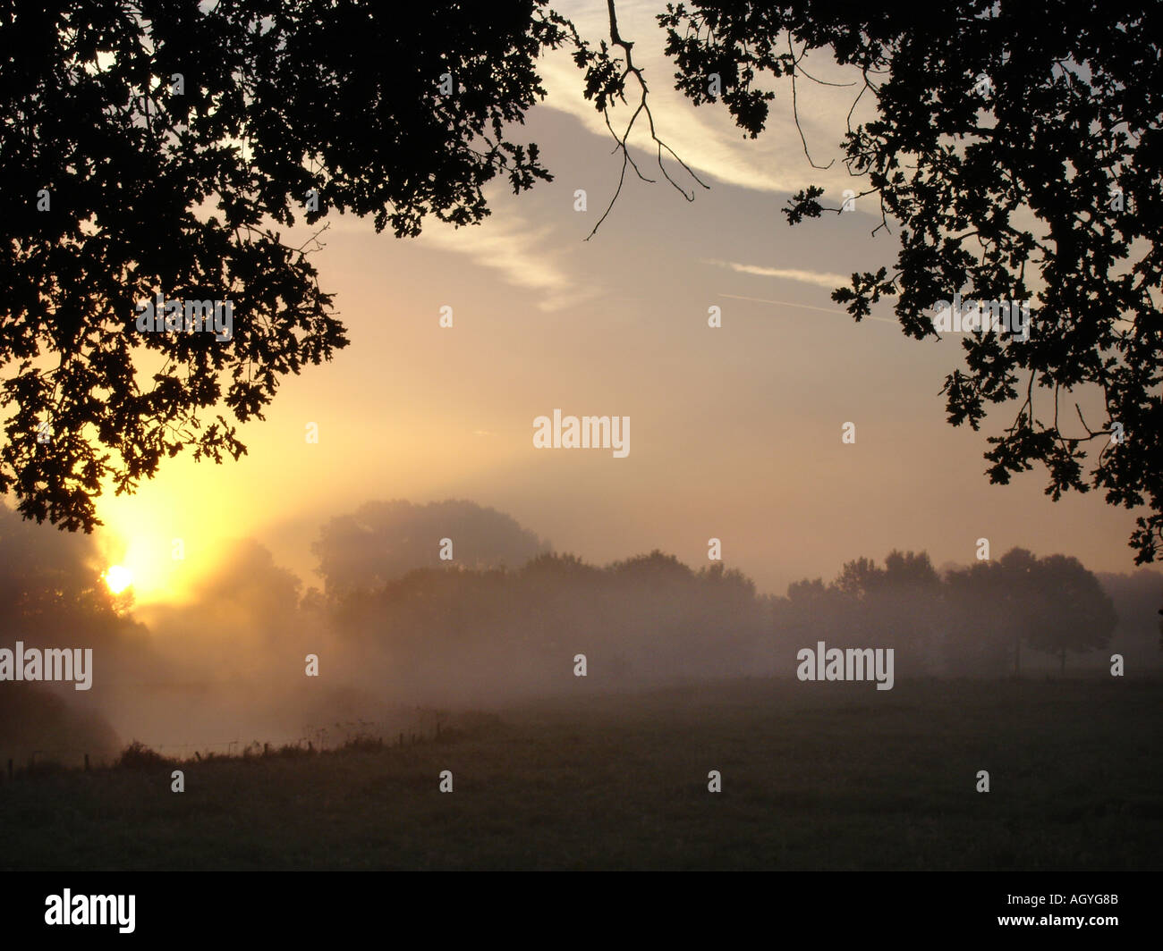 dawn sunrise through trees Stock Photo - Alamy