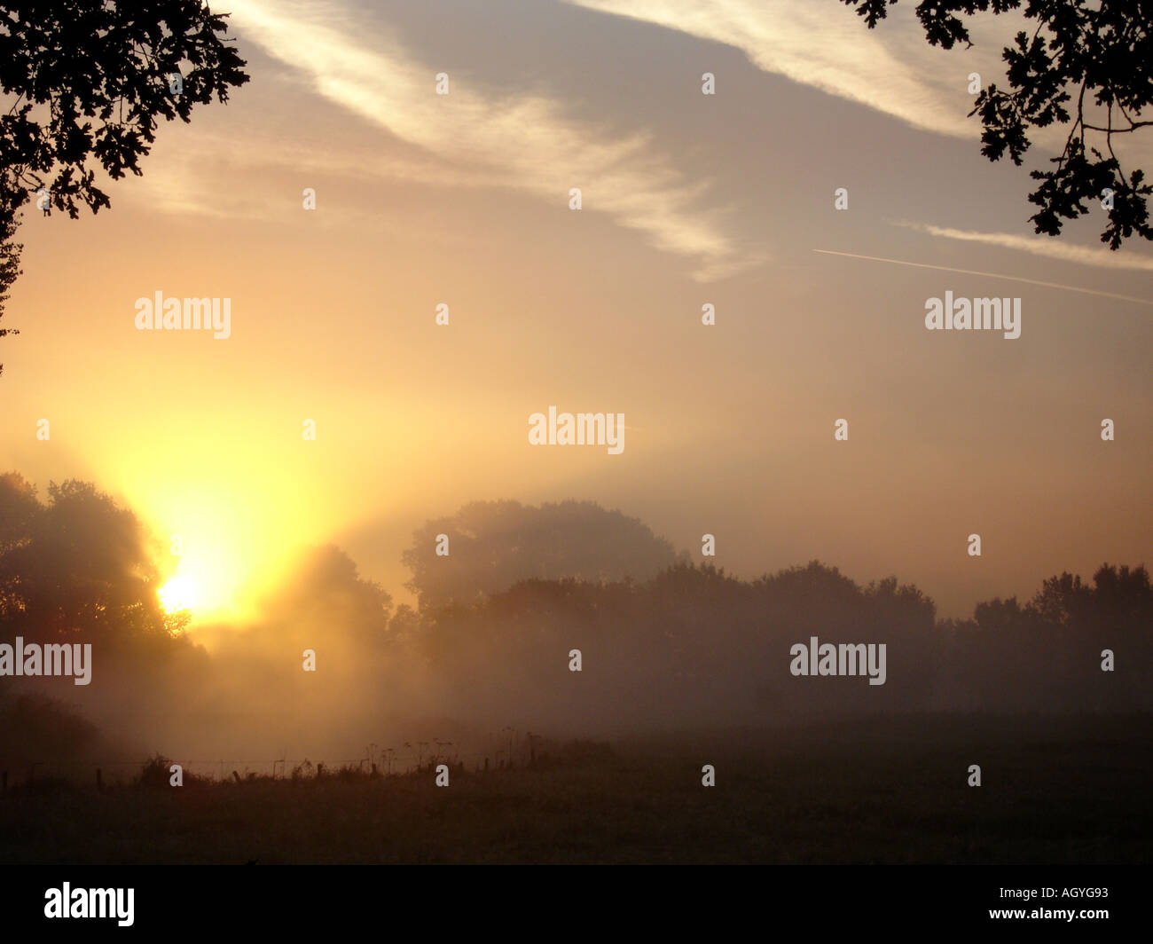 sunrise through trees Stock Photo - Alamy