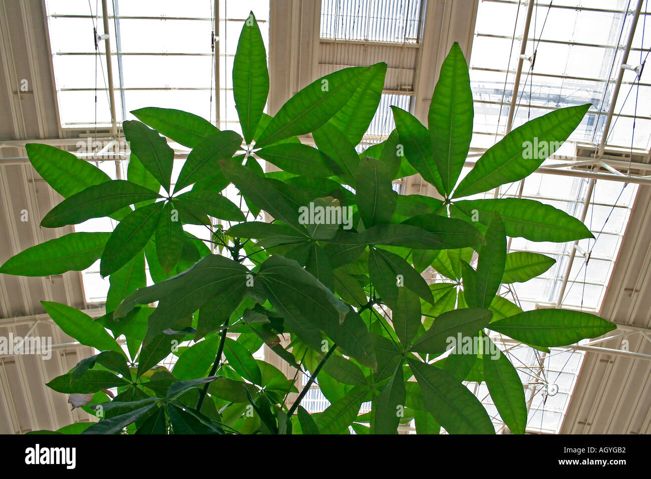 backlit leaves watercolor filter Stock Photo - Alamy