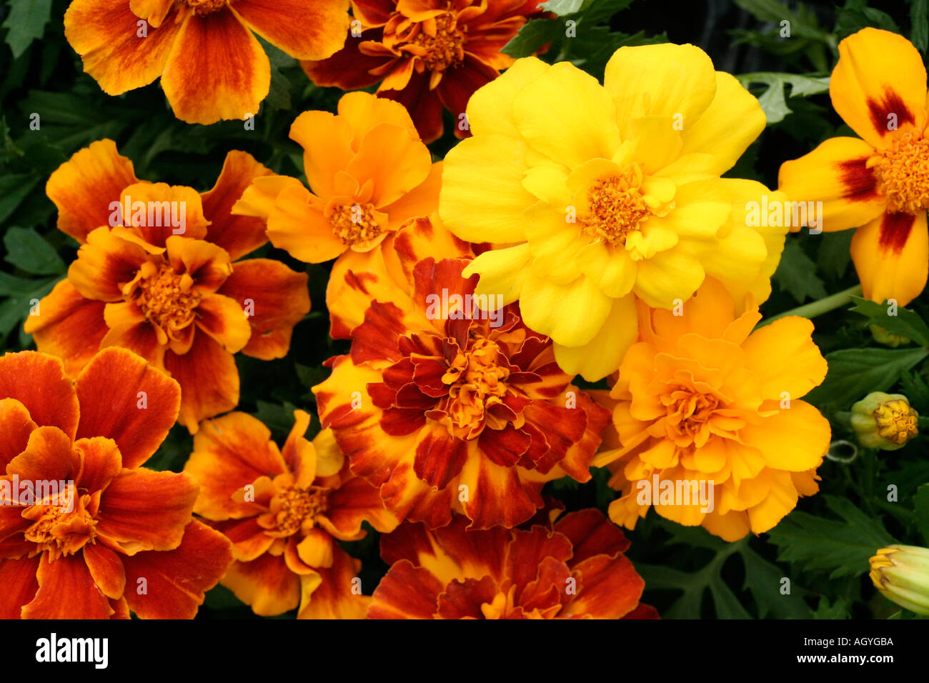 Marigold tagetes sp hi-res stock photography and images - Alamy