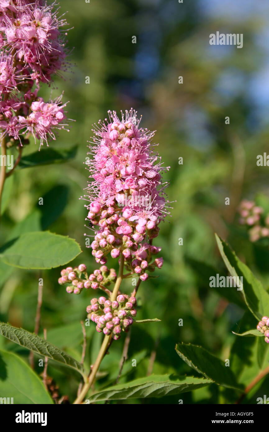 flowering shrub Spirea sp Stock Photo - Alamy
