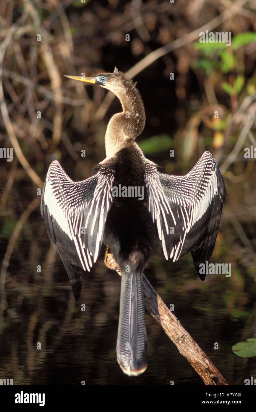Anhinga waterbird wading hi-res stock photography and images - Alamy