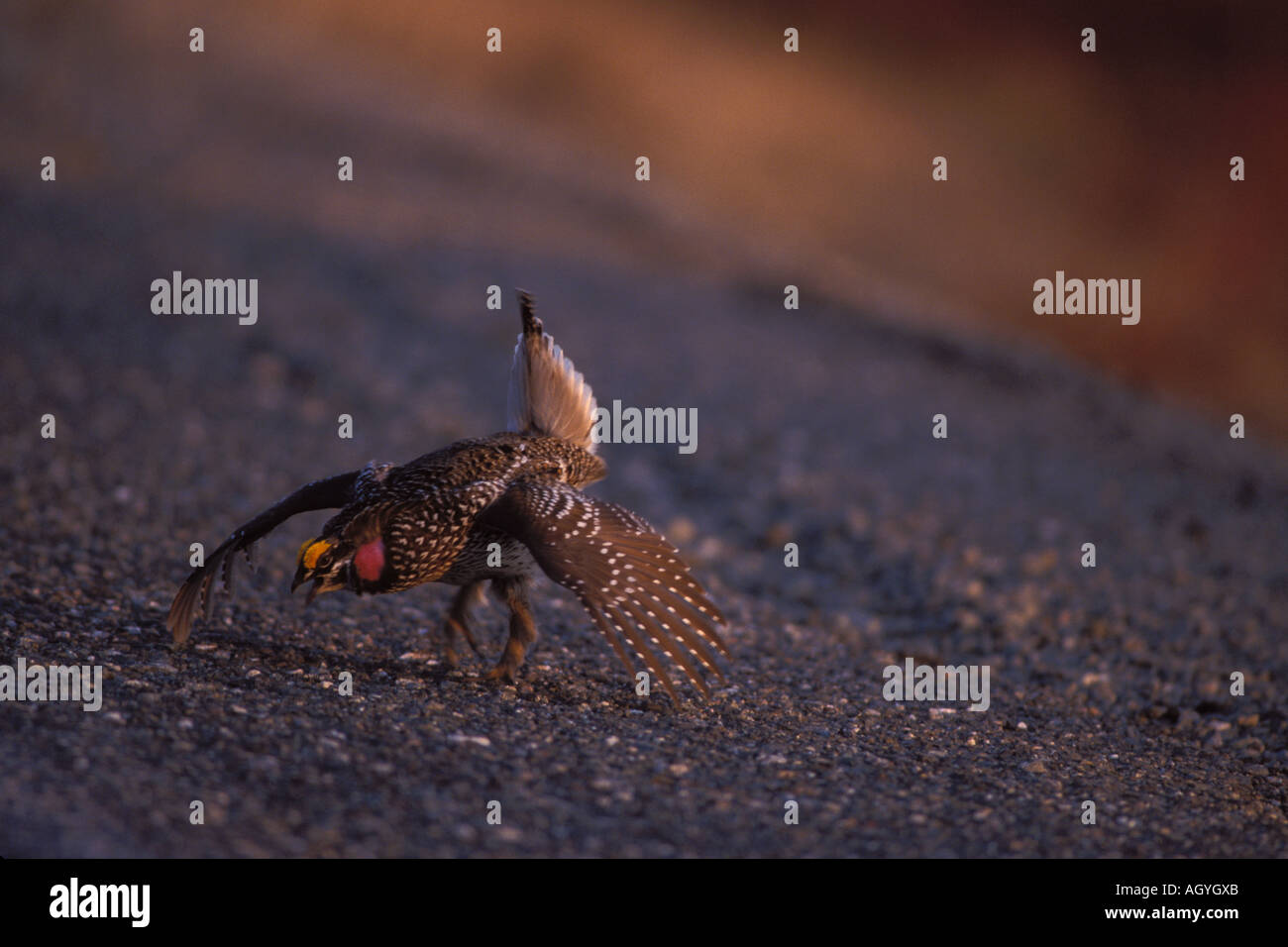 sharp tailed grouse Tympanechus phasianellus male displaying its ...
