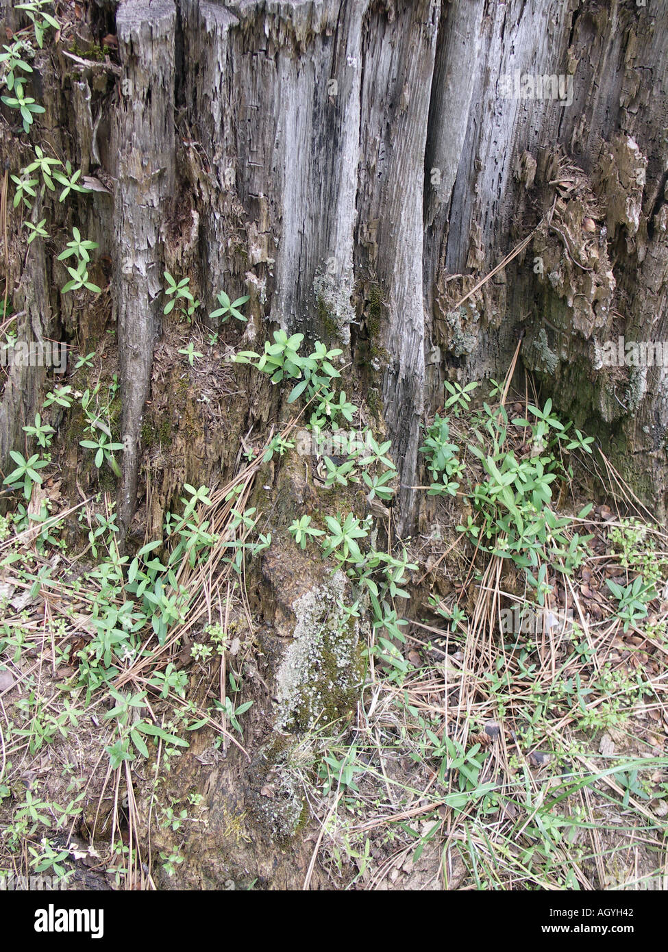 Biotic potential hi-res stock photography and images - Alamy