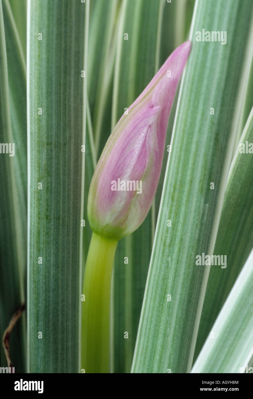 Tulbaghia violacea 'Silver Lace' (Society Garlic) Close up of flower ...