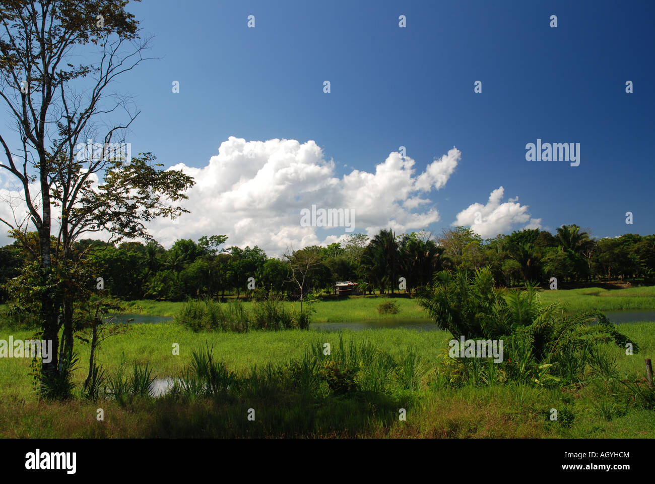Wetland at Drake, Osa Peninsula, Costa Rica Stock Photo - Alamy