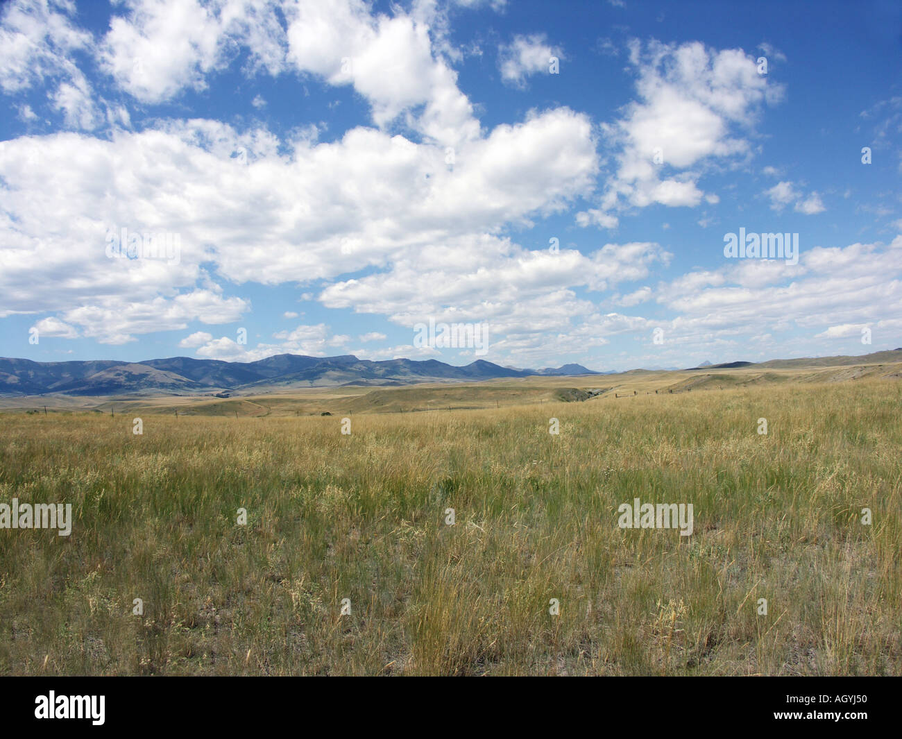 Prairie ecosystem diversity hi-res stock photography and images - Alamy