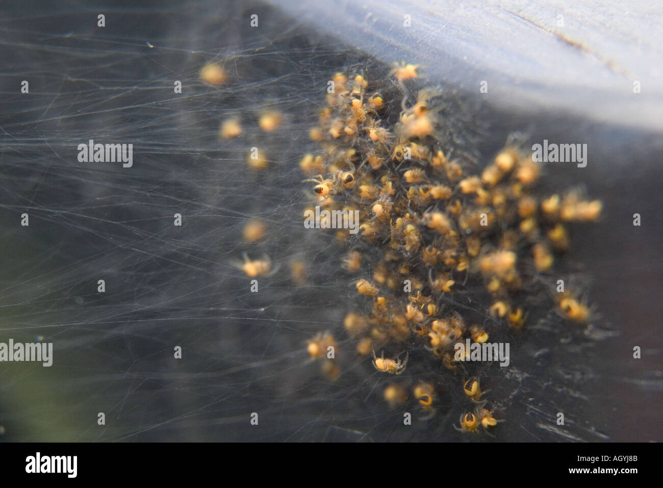 Spider hatchlings hi-res stock photography and images - Alamy