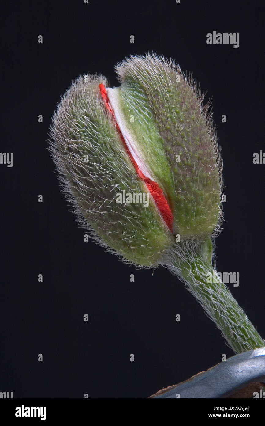 Red Poppy Bud Stock Photo - Alamy Red Poppy Bud Stock Photo - Alamy