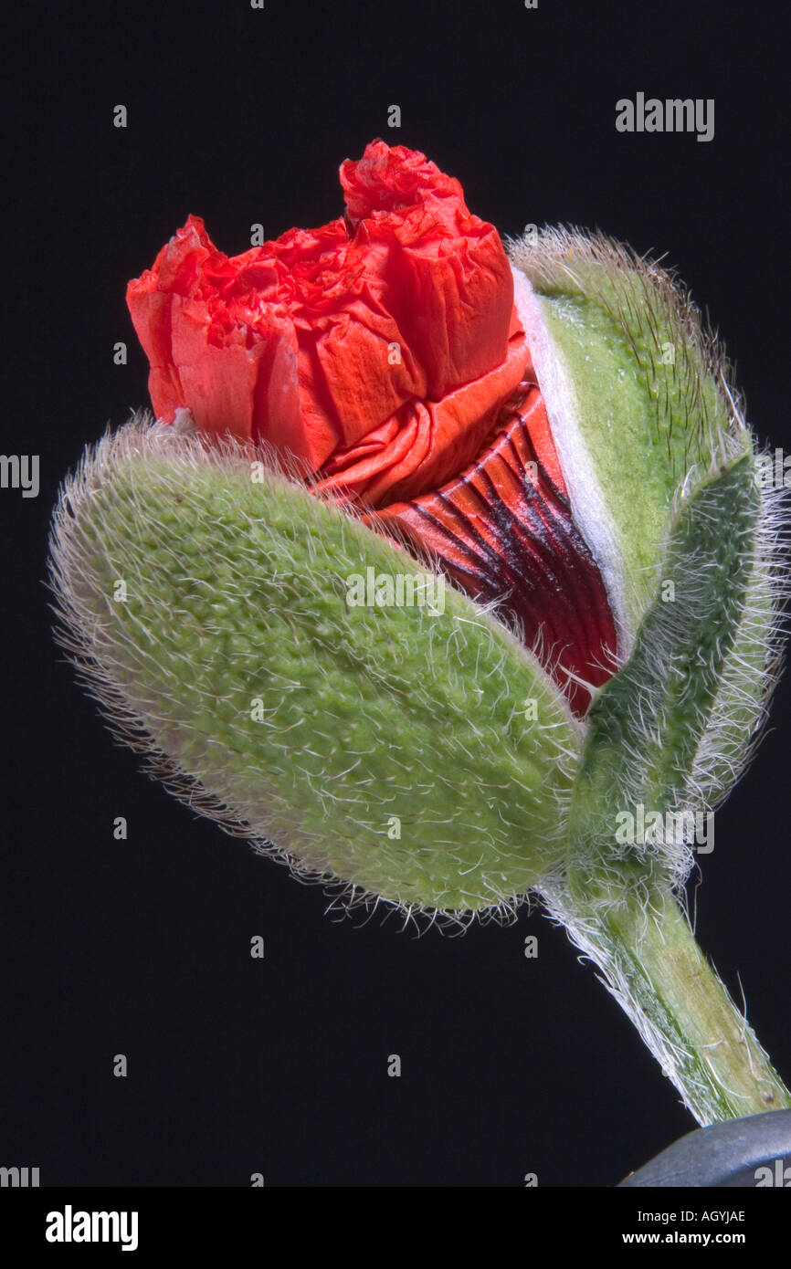 Red Poppy Bud Stock Photo - Alamy Red Poppy Bud Stock Photo - Alamy
