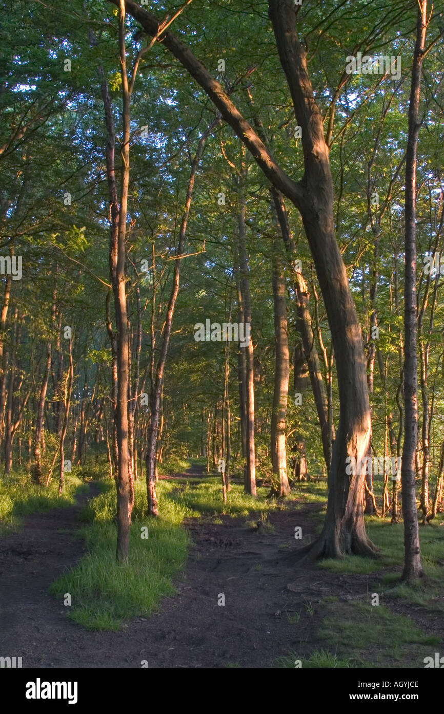 Breary Marsh Golden Acre Park Leeds Stock Photo - Alamy